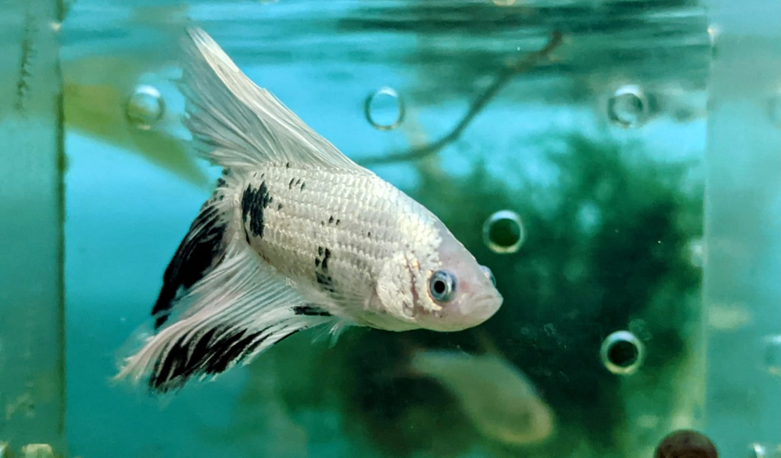 Albino Discus | AquaWorldTT